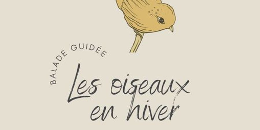 Les oiseaux en hiver - Sivry-Rance - Thuin - Hainaut - Balade - Out.be